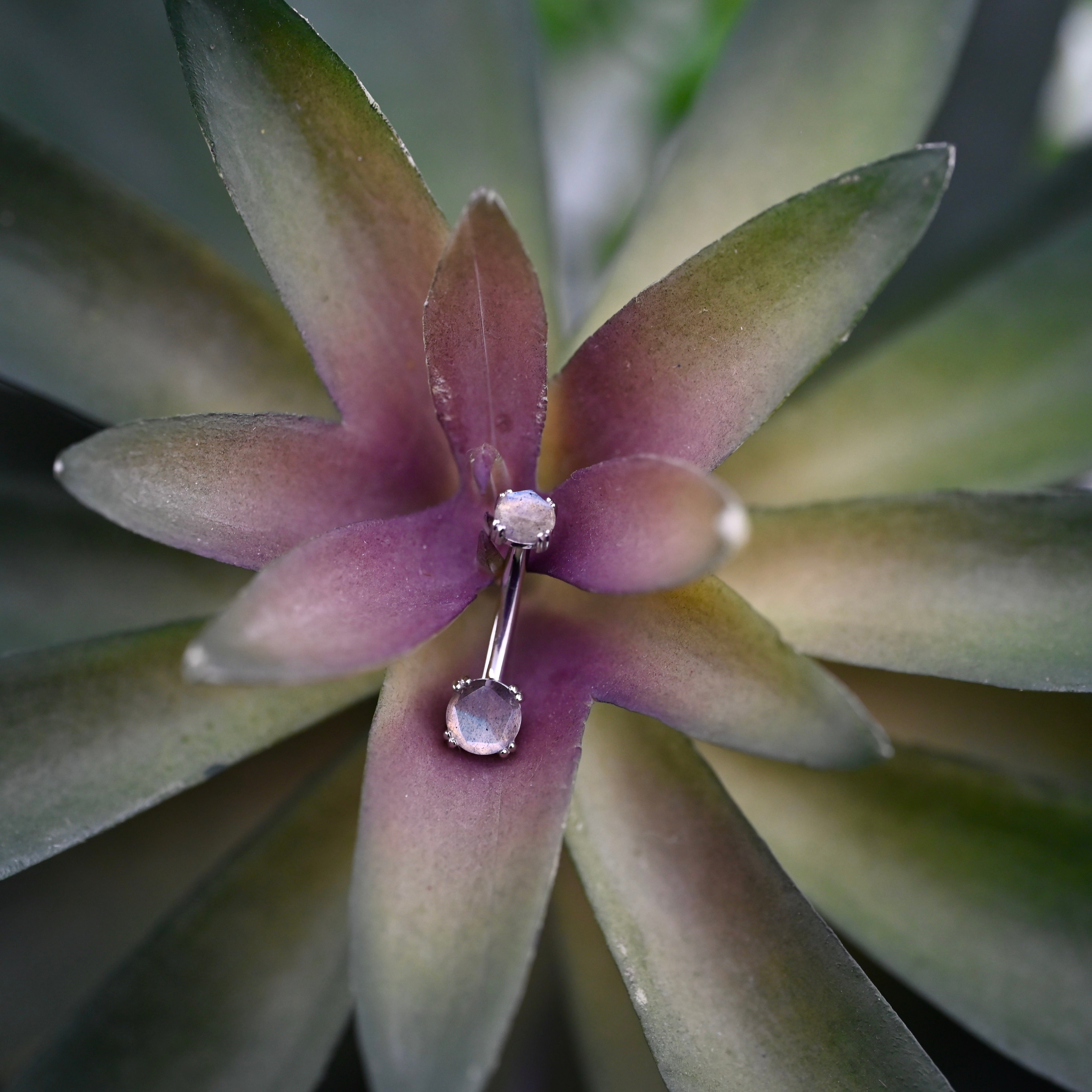 Cab Prong Navel Curve – Agave in Bloom