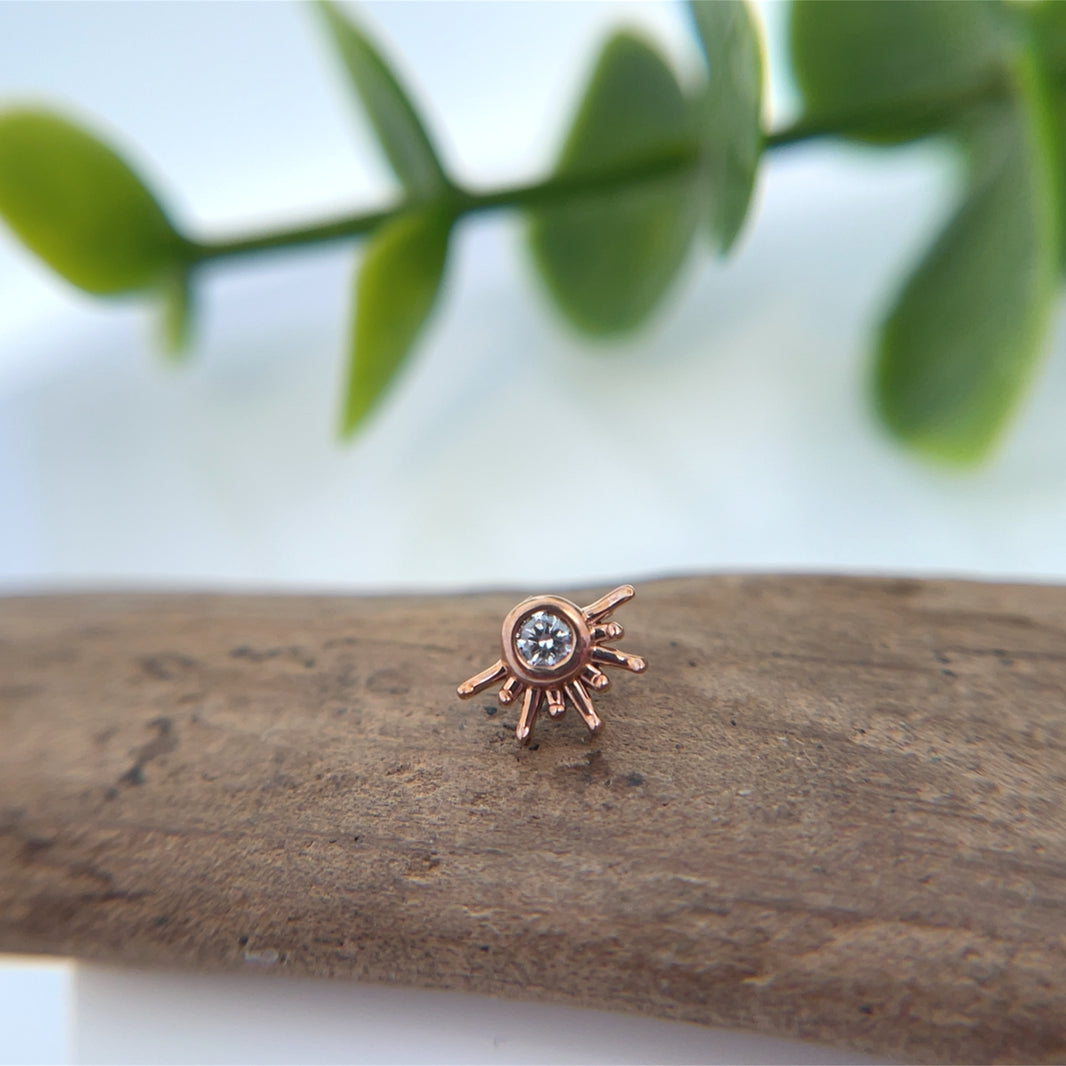 BVLA – Agave in Bloom