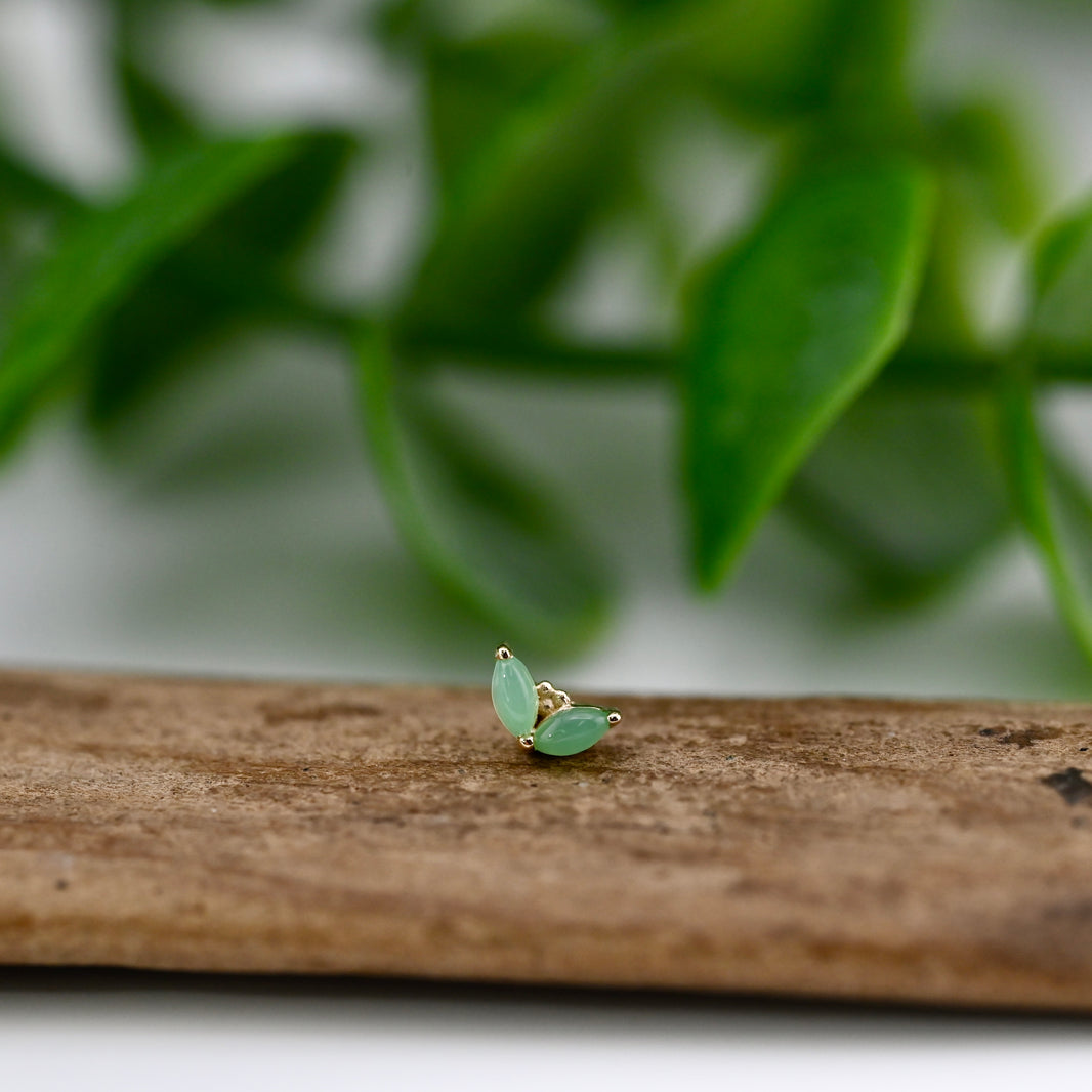 BVLA – Agave in Bloom