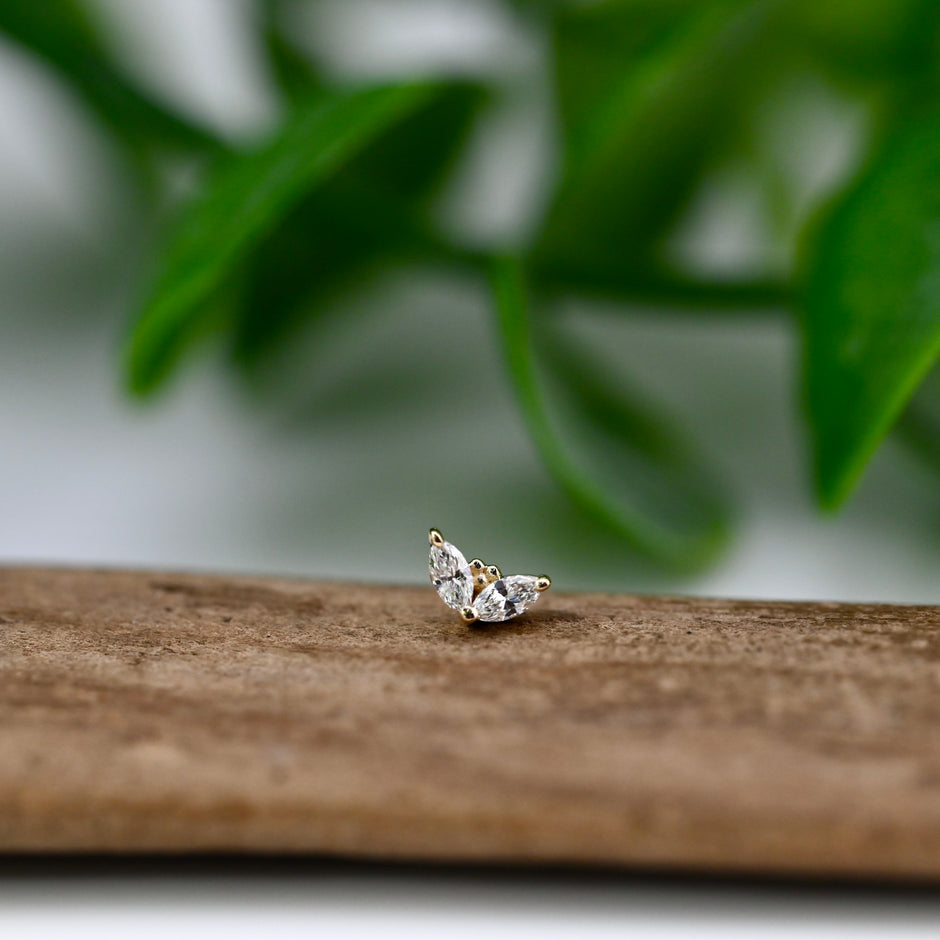 BVLA – Agave in Bloom