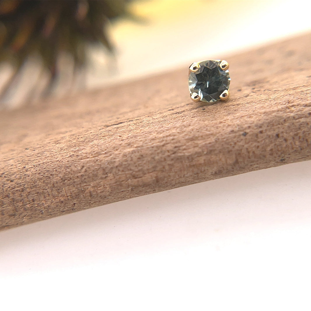 BVLA – Agave in Bloom