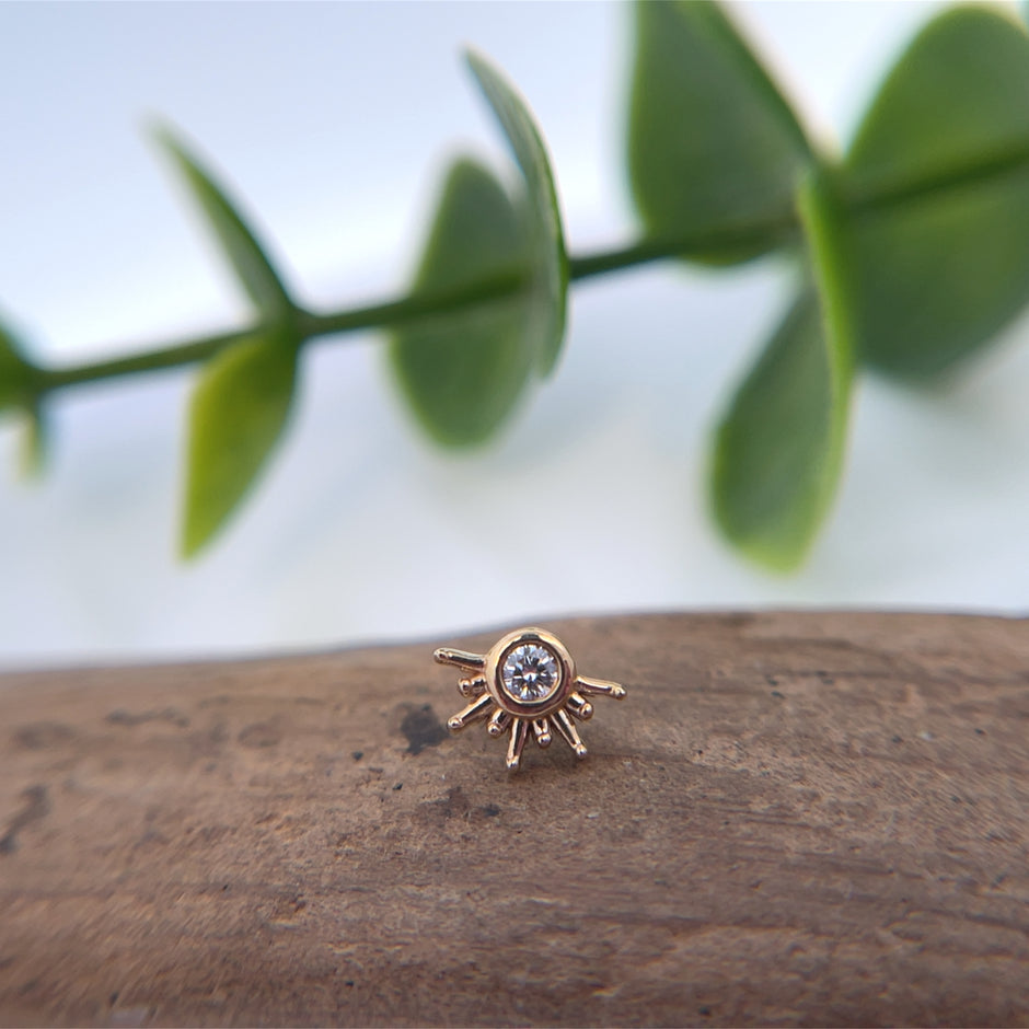 BVLA – Agave in Bloom