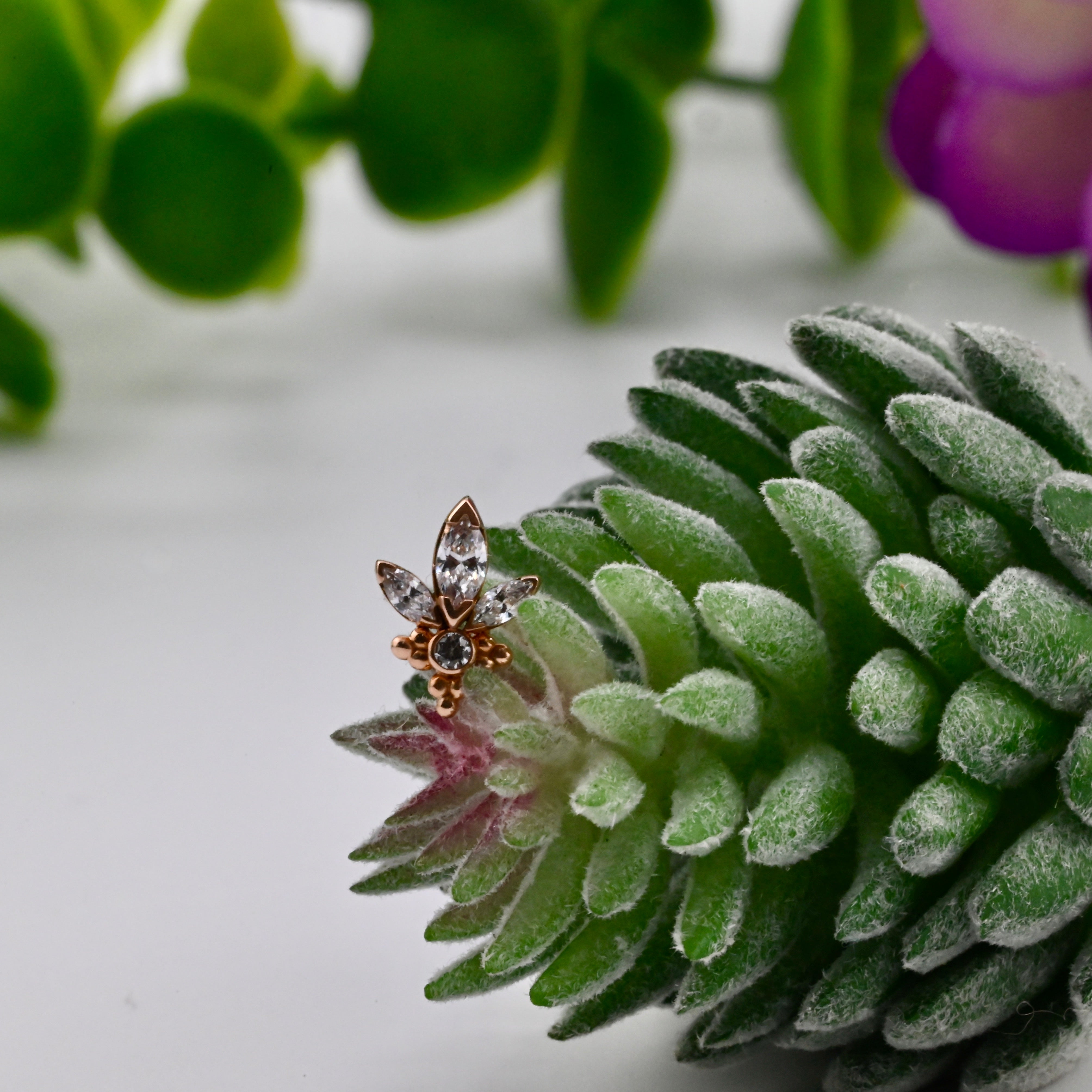 Audrey – Agave in Bloom