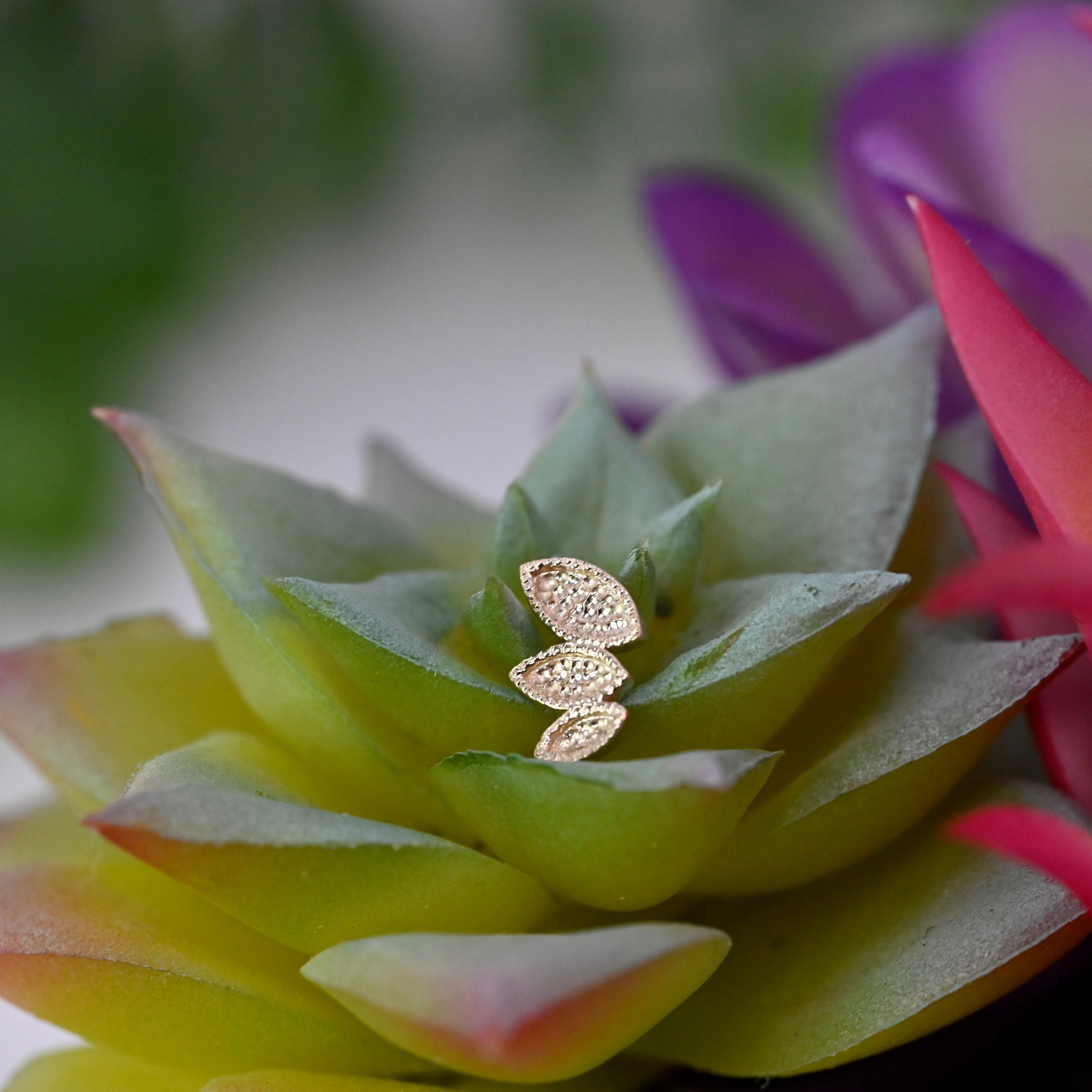 BVLA – Agave in Bloom