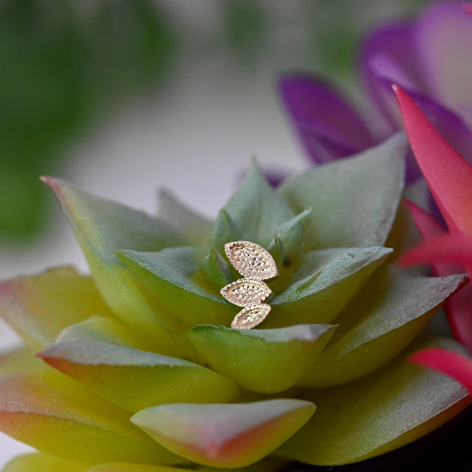 BVLA – Agave in Bloom