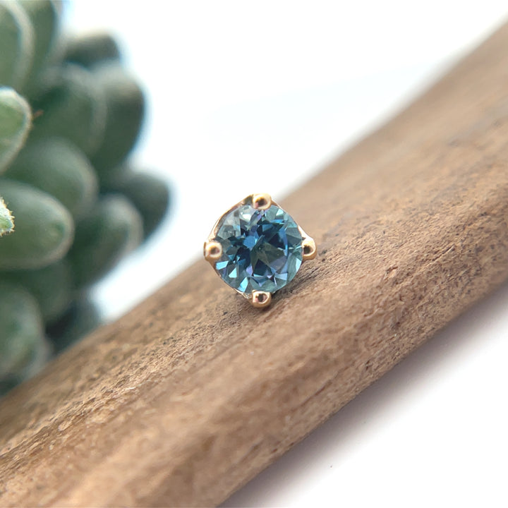 BVLA – Agave in Bloom