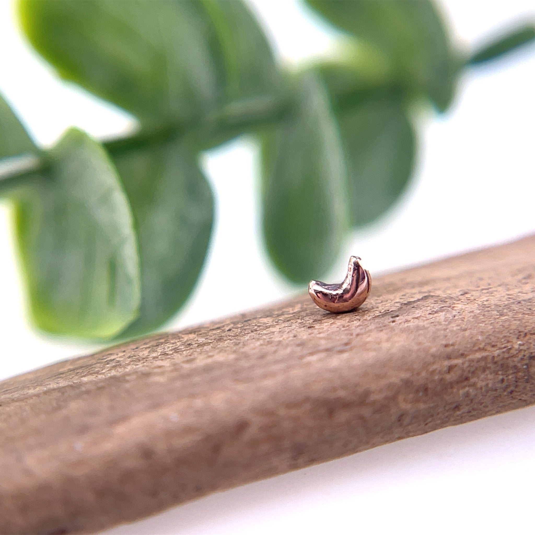 Micro Moon – Agave in Bloom