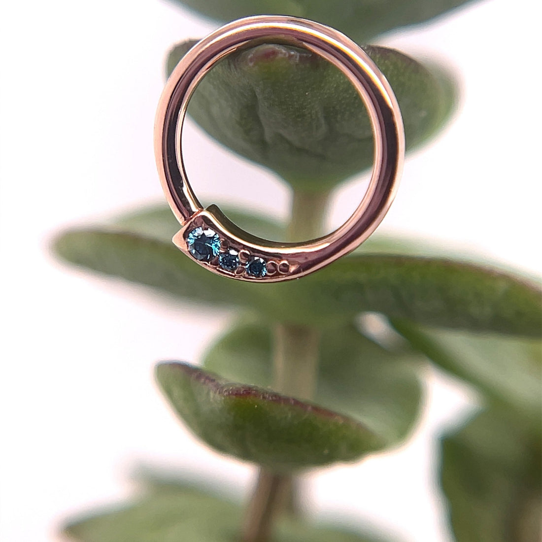 Prysm – Agave in Bloom