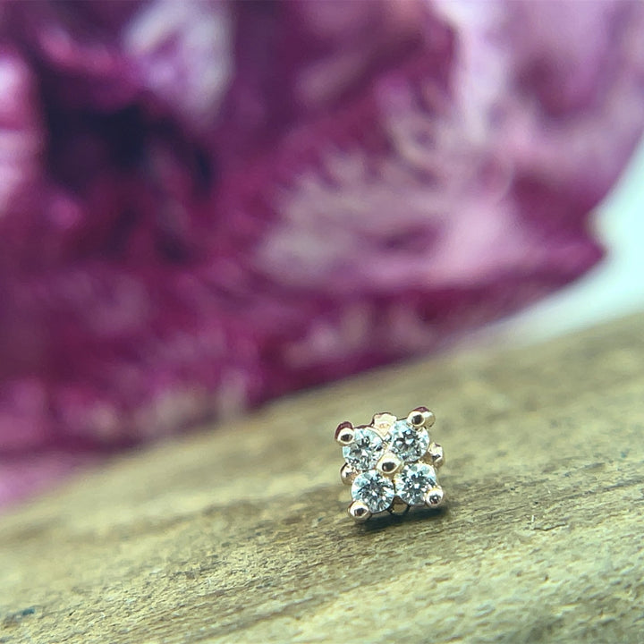 BVLA – Agave in Bloom