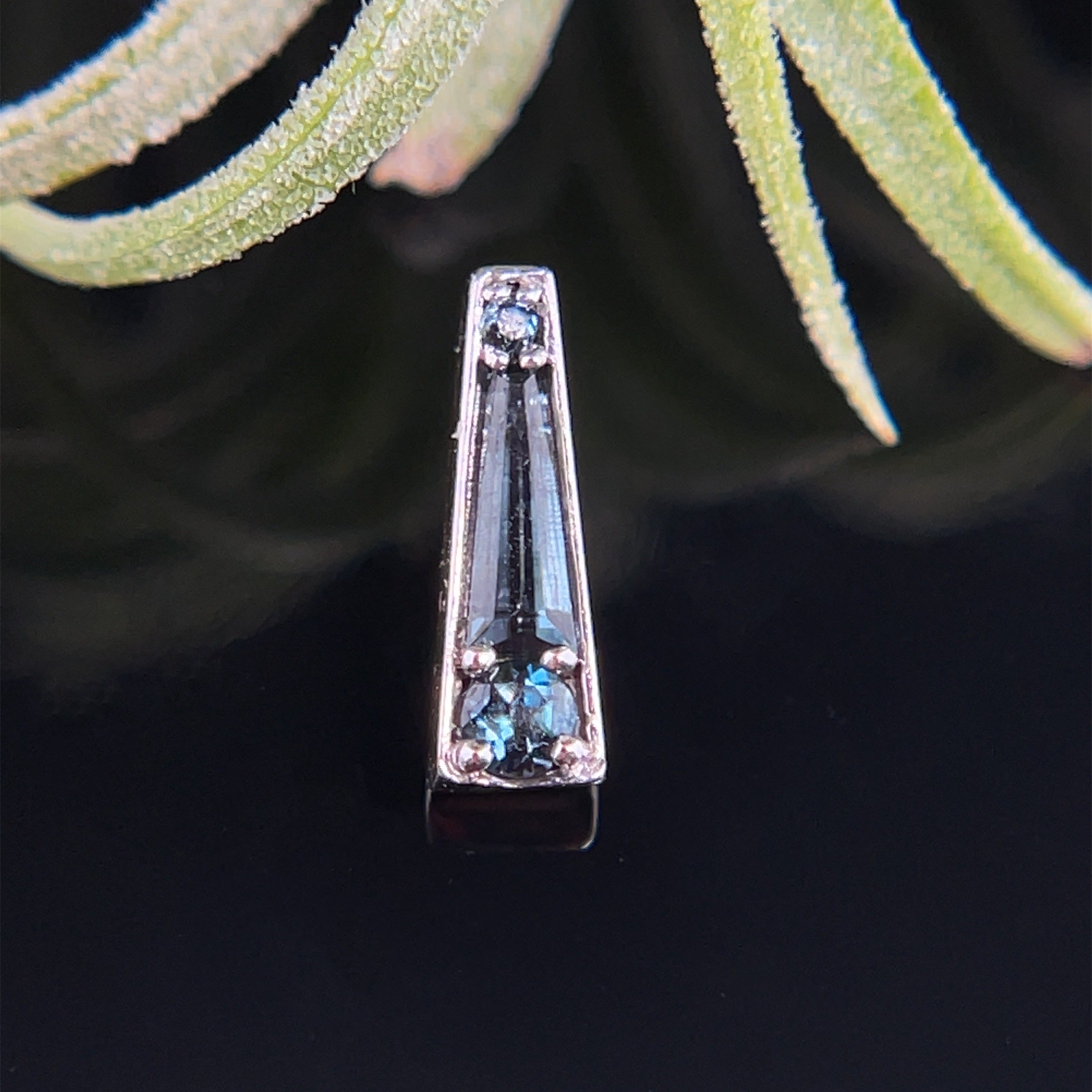 BVLA – Page 19 – Agave in Bloom